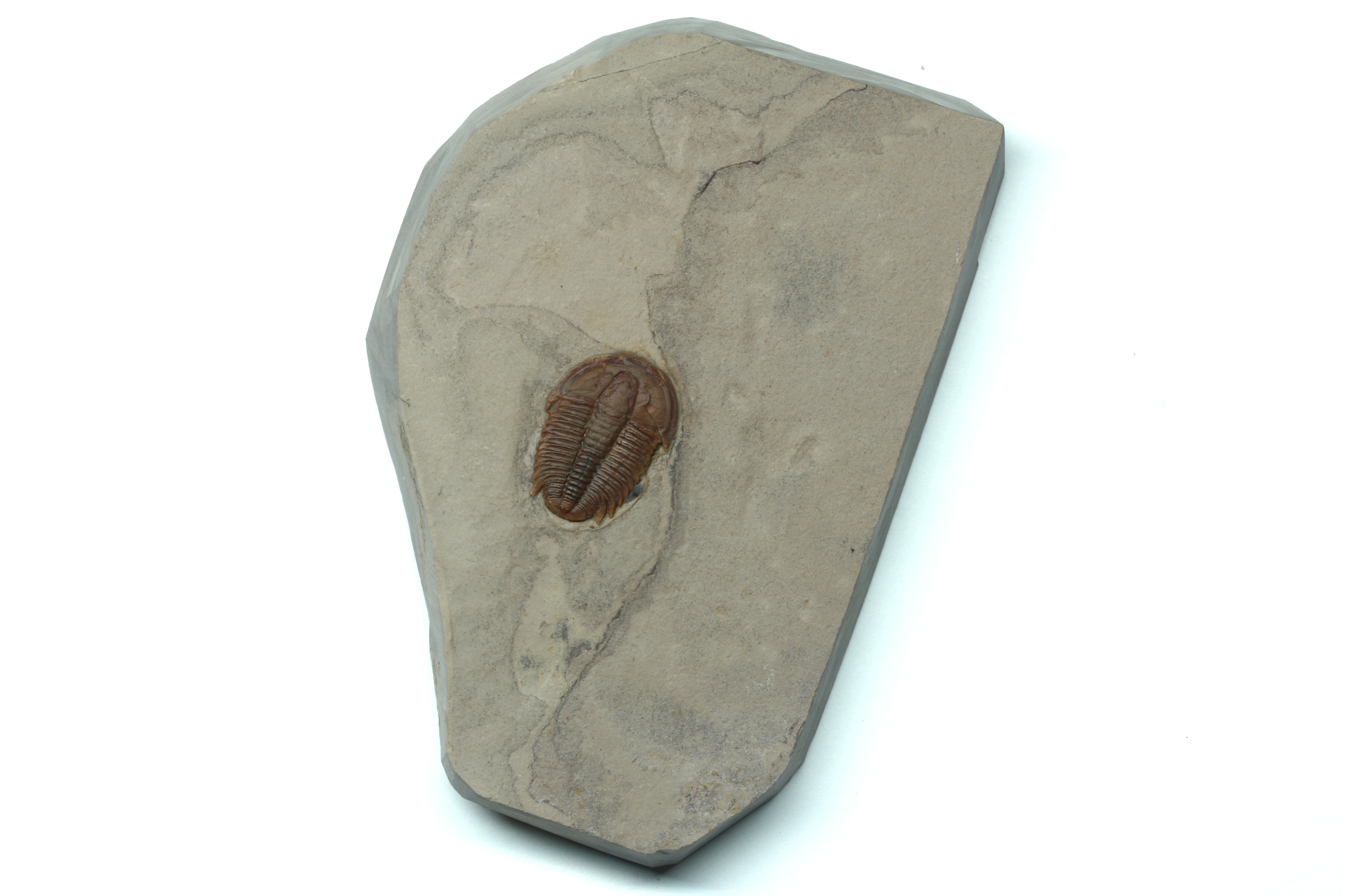 Modocia typicalis OUT OF STOCK - Fossils After Dark