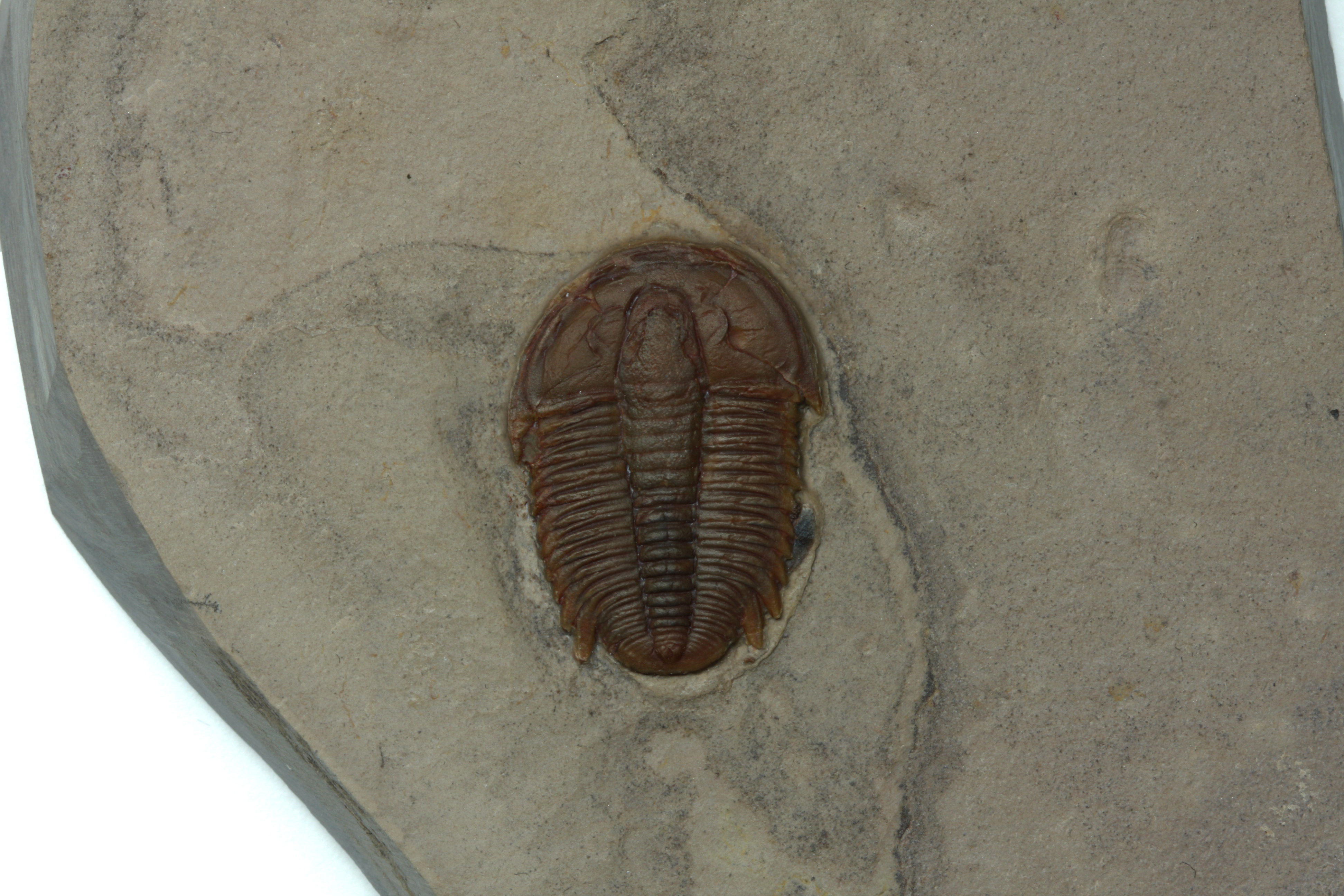 Modocia typicalis OUT OF STOCK - Fossils After Dark
