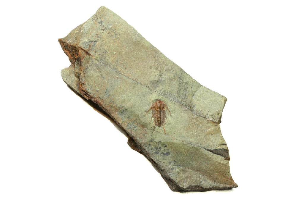 Albertella microps OUT OF STOCK - Fossils After Dark
