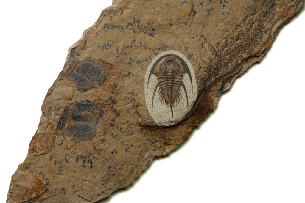 Olenellus gilberti OUT OF STOCK - Fossils After Dark