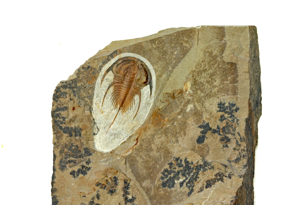 Olenellus gilberti OUT OF STOCK - Fossils After Dark