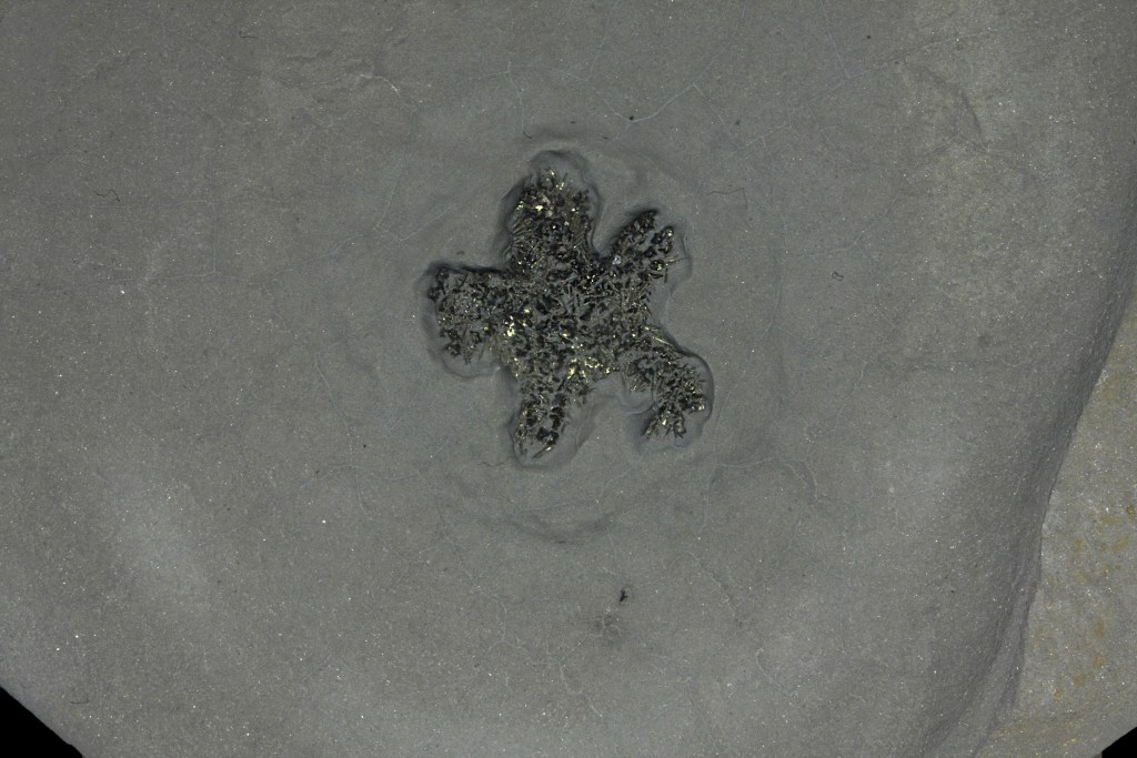 Ophiuroid sp. (Brittle Star) OUT OF STOCK - Fossils After Dark