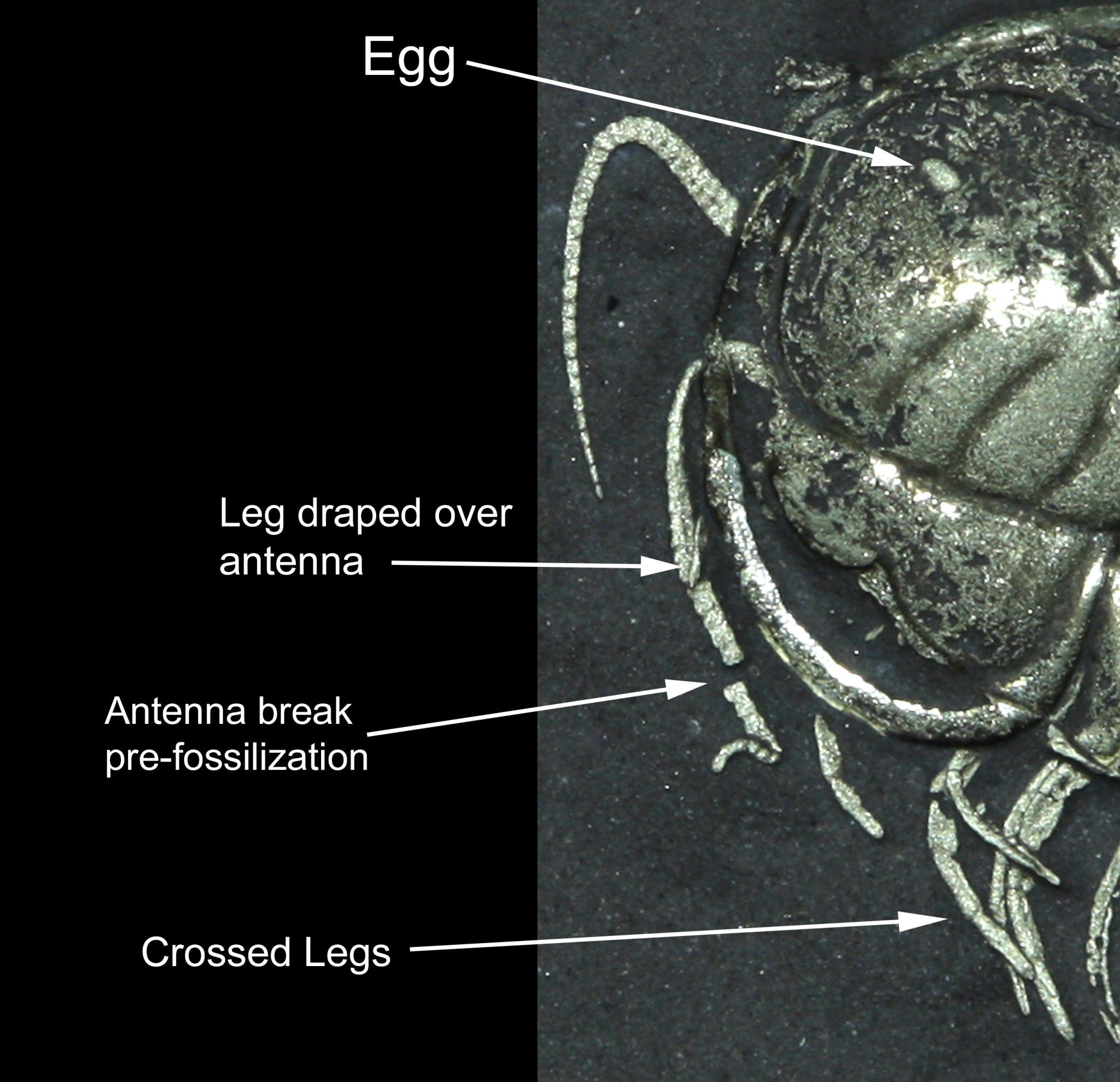 Triarthrus w/ legs, antennae & egg OUT OF STOCK - Fossils After Dark