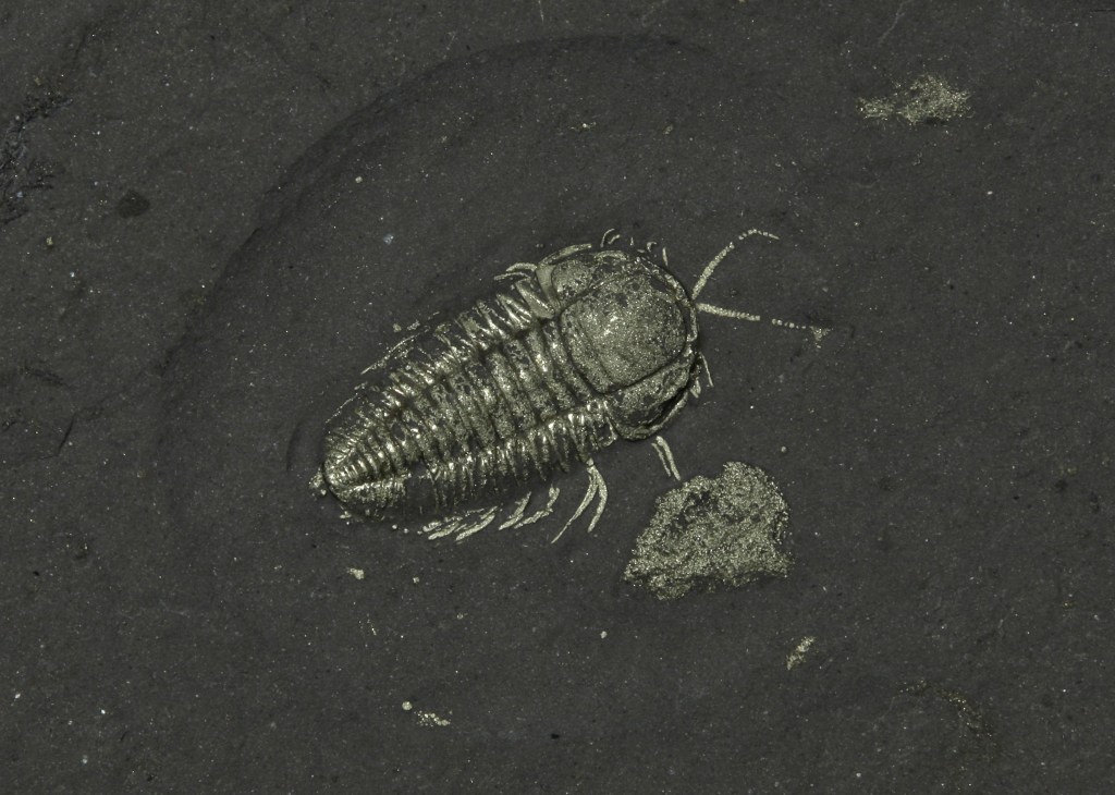 Epic Triarthrus eatoni Dorsal with legs & antennae OUT OF STOCK ...