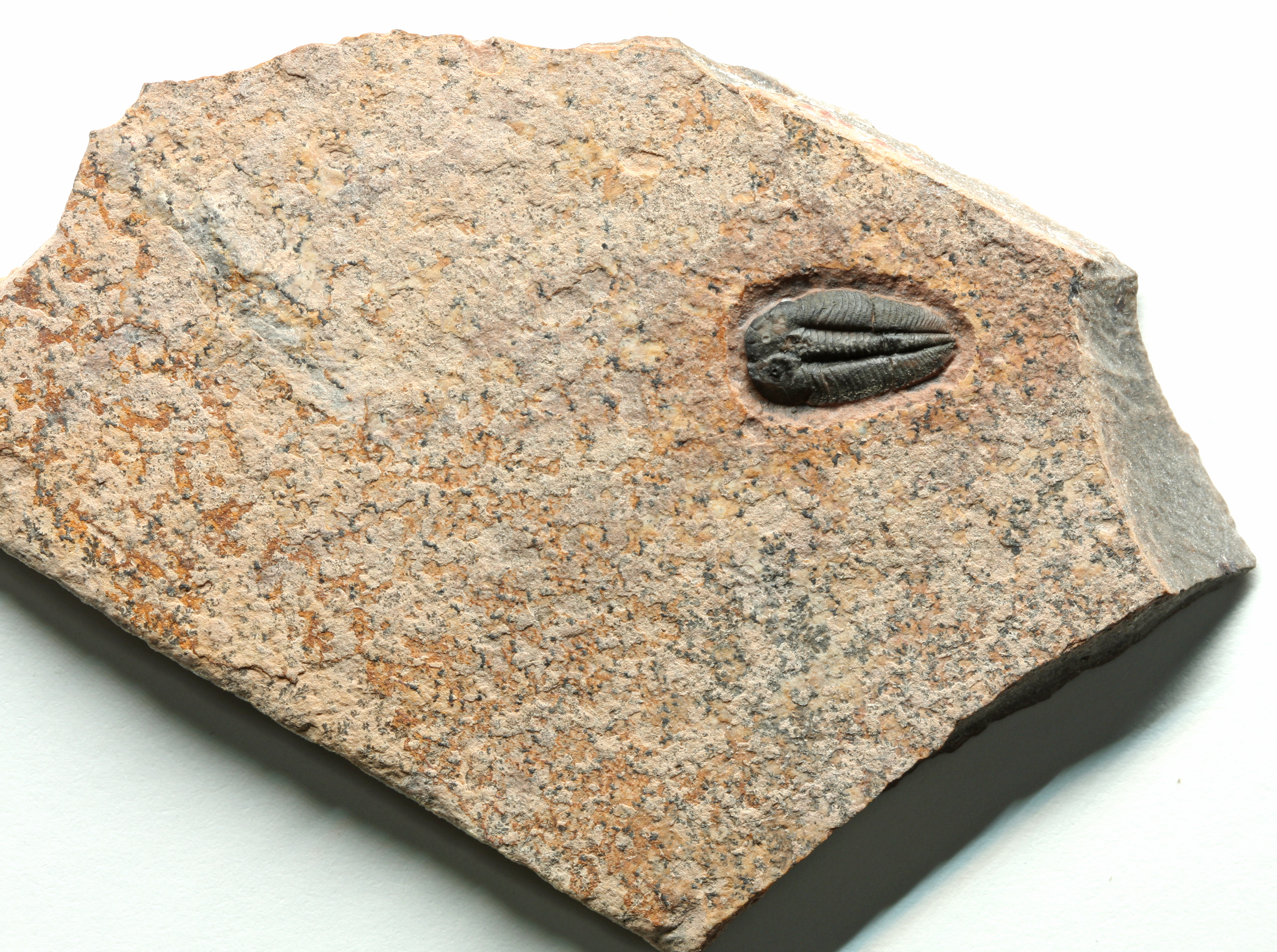 Menomonia semele-Weeks Formation, Utah OUT OF STOCK - Fossils After Dark