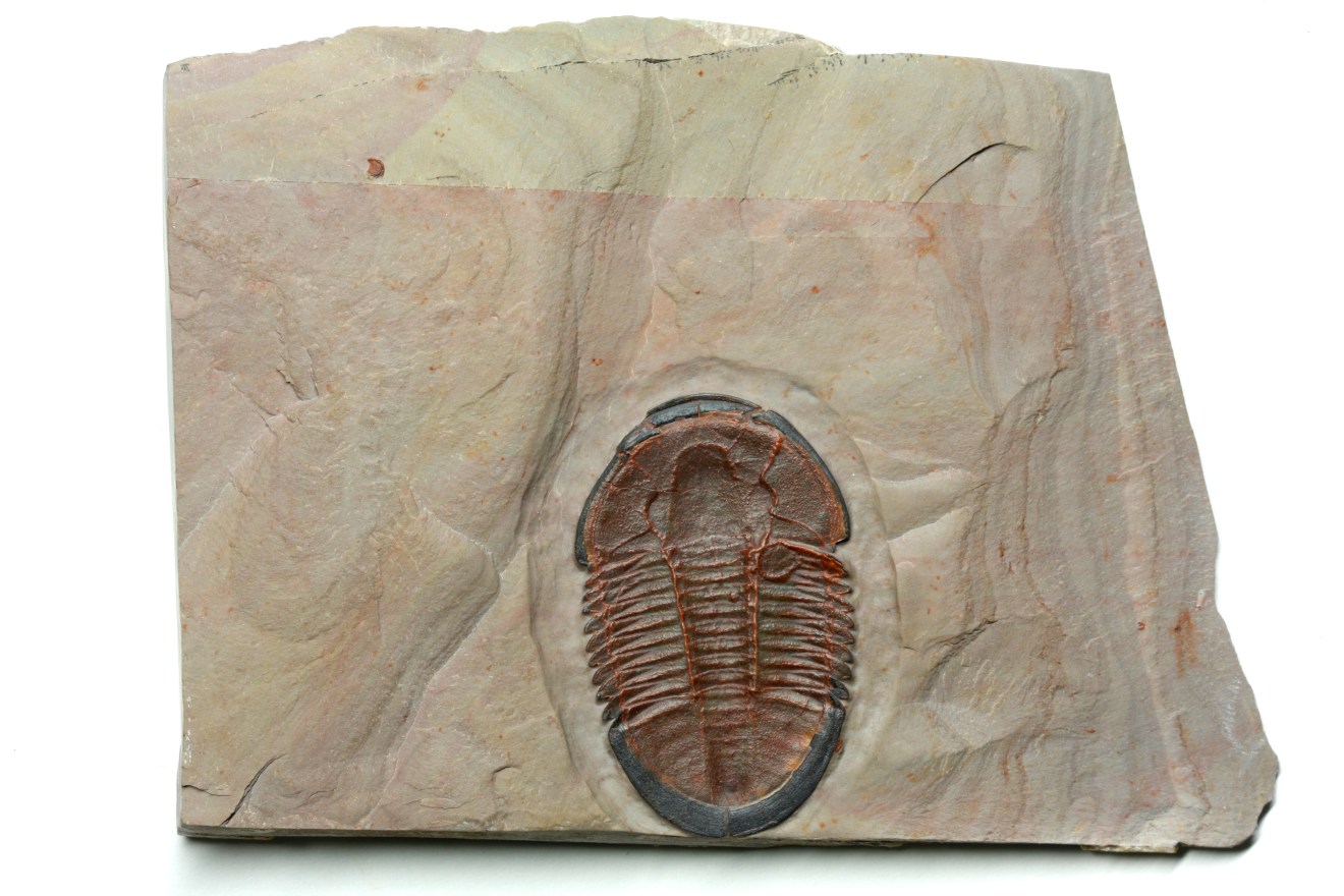 Vivid Red Asaphiscus wheeleri Trilobite-Rare Ventral OUT OF STOCK ...