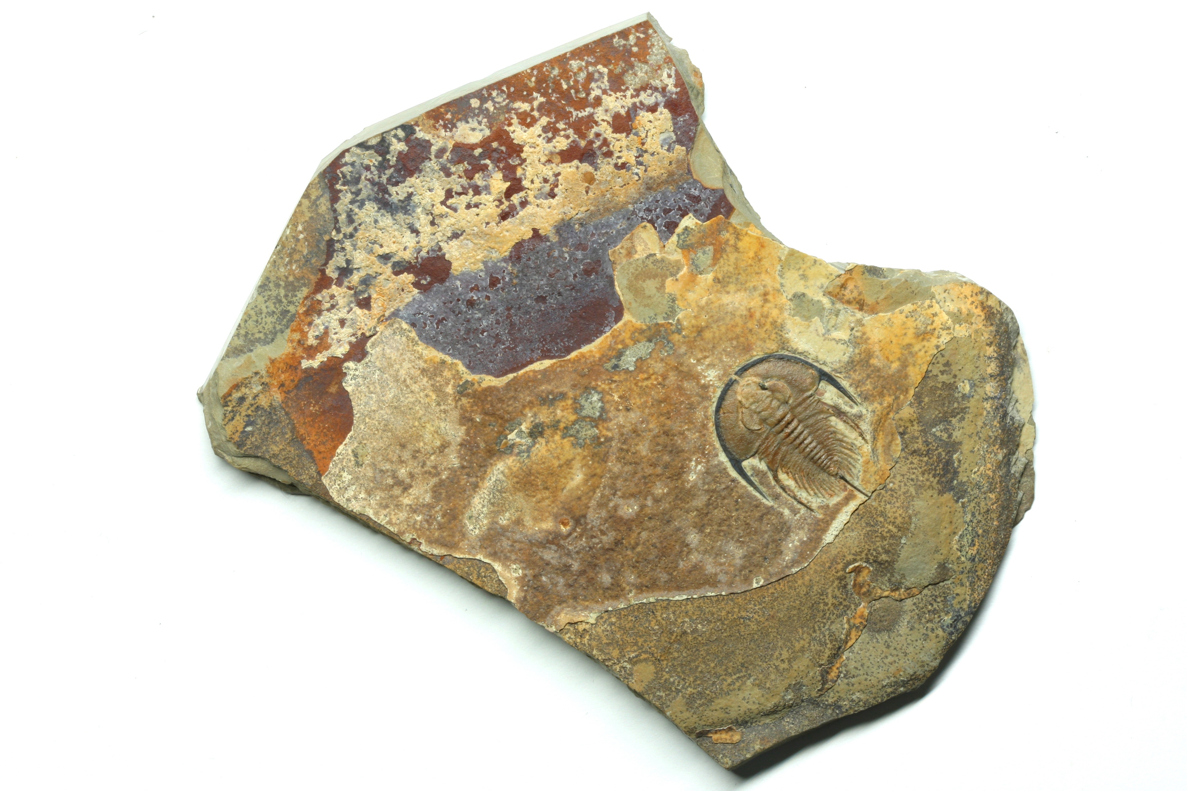 Olenellus terminatus-Textbook Specimen! OUT OF STOCK - Fossils After Dark