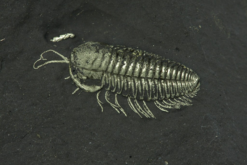 Perfect Lateral Triarthrus eatoni with Legs & Antennae-Double Specimen ...