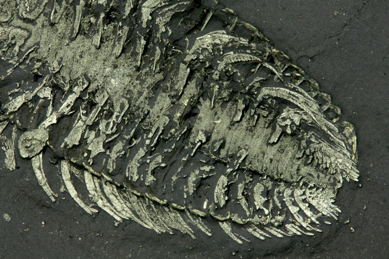 Museum Quality Huge Triarthrus Ventral Trilobite with Eggs & Ostracod ...