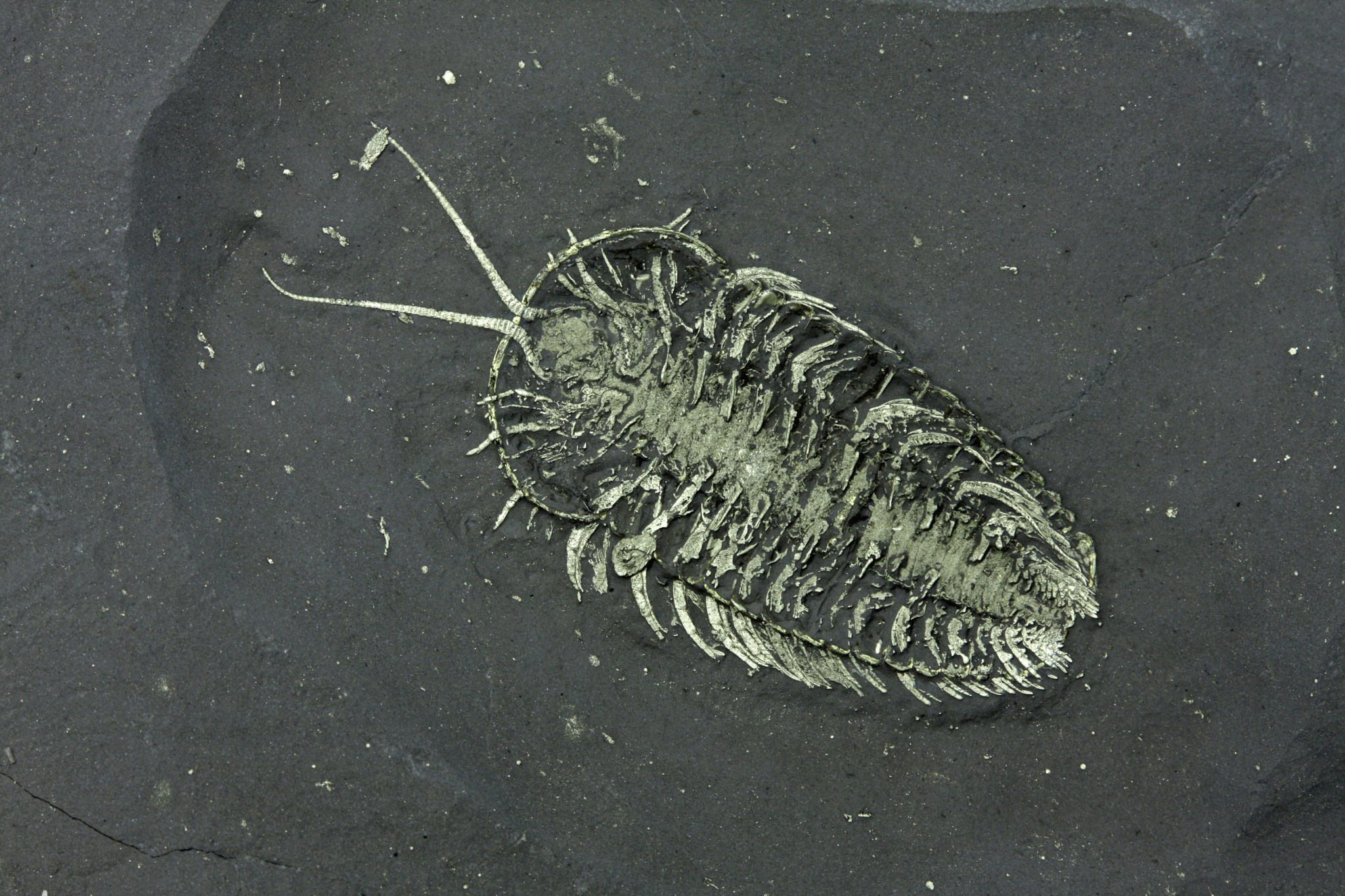 Museum Quality Huge Triarthrus Ventral Trilobite with Eggs & Ostracod ...