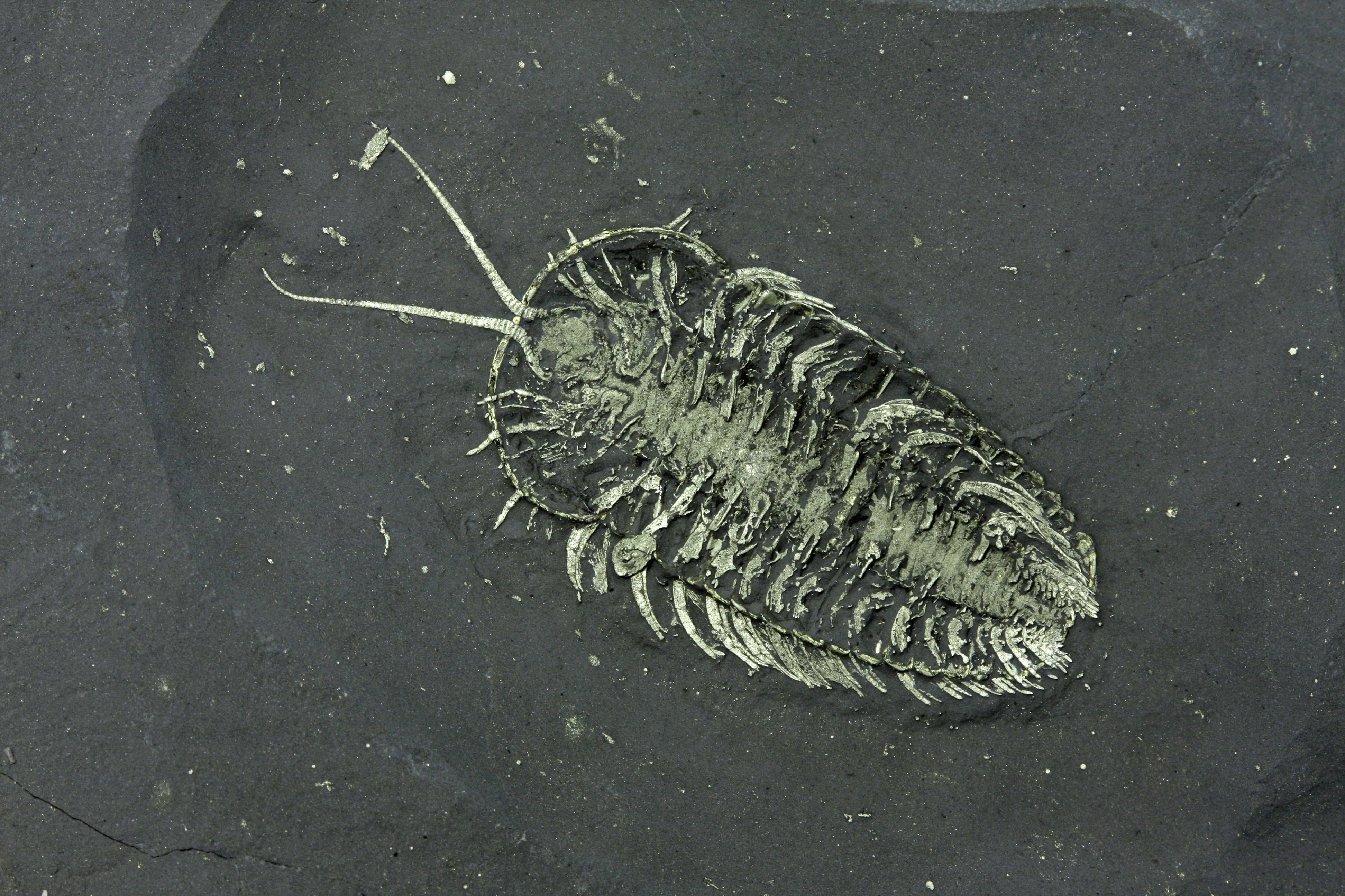 Museum Quality Huge Triarthrus Ventral Trilobite with Eggs & Ostracod ...