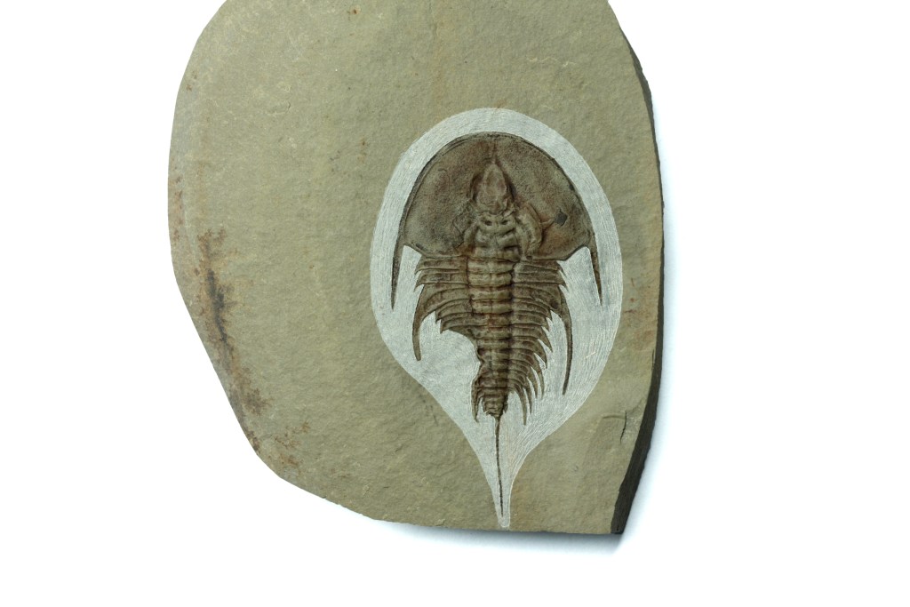 Epic Olenellus chiefensis with healed bite mark OUT OF STOCK - Fossils ...