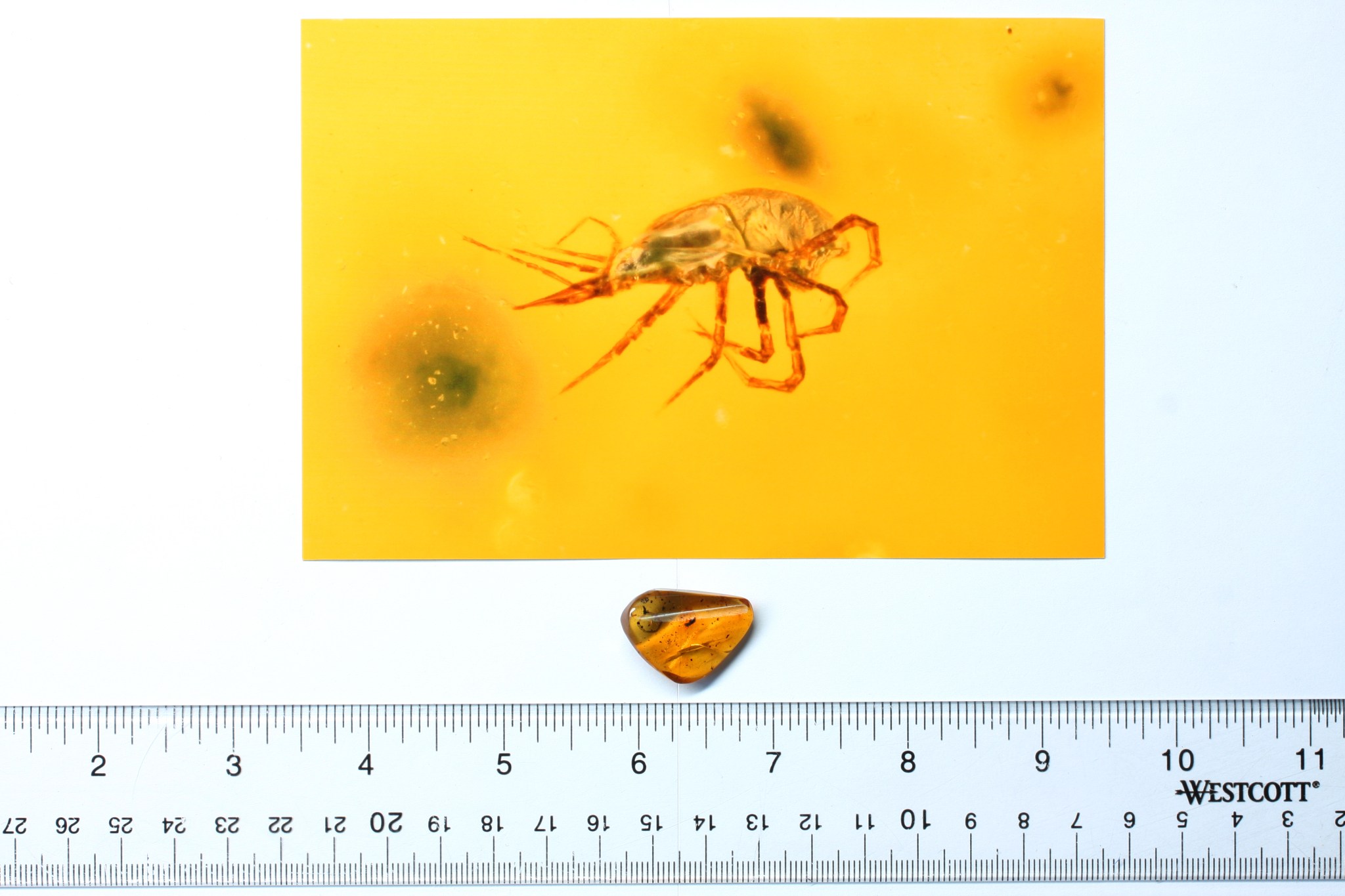 Rare Acari Arachnid Arthropod Preserved in Burmese Amber from the ...