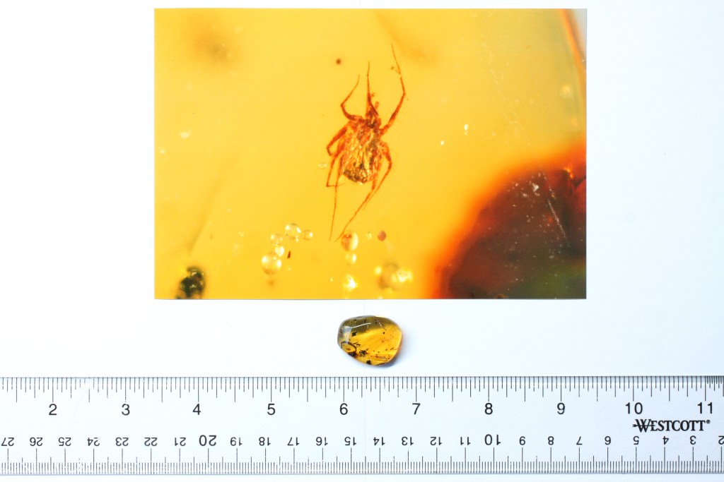 Rare Acari Arachnid Arthropod Preserved in Burmese Amber with Air ...
