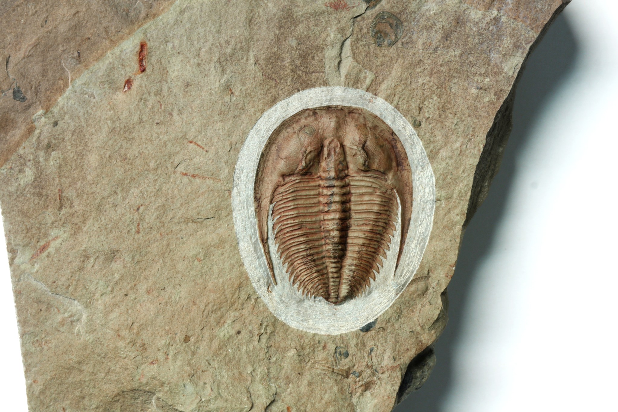 Epic Amecephalus piochensis Trilobite - Nevada OUT OF STOCK - Fossils ...