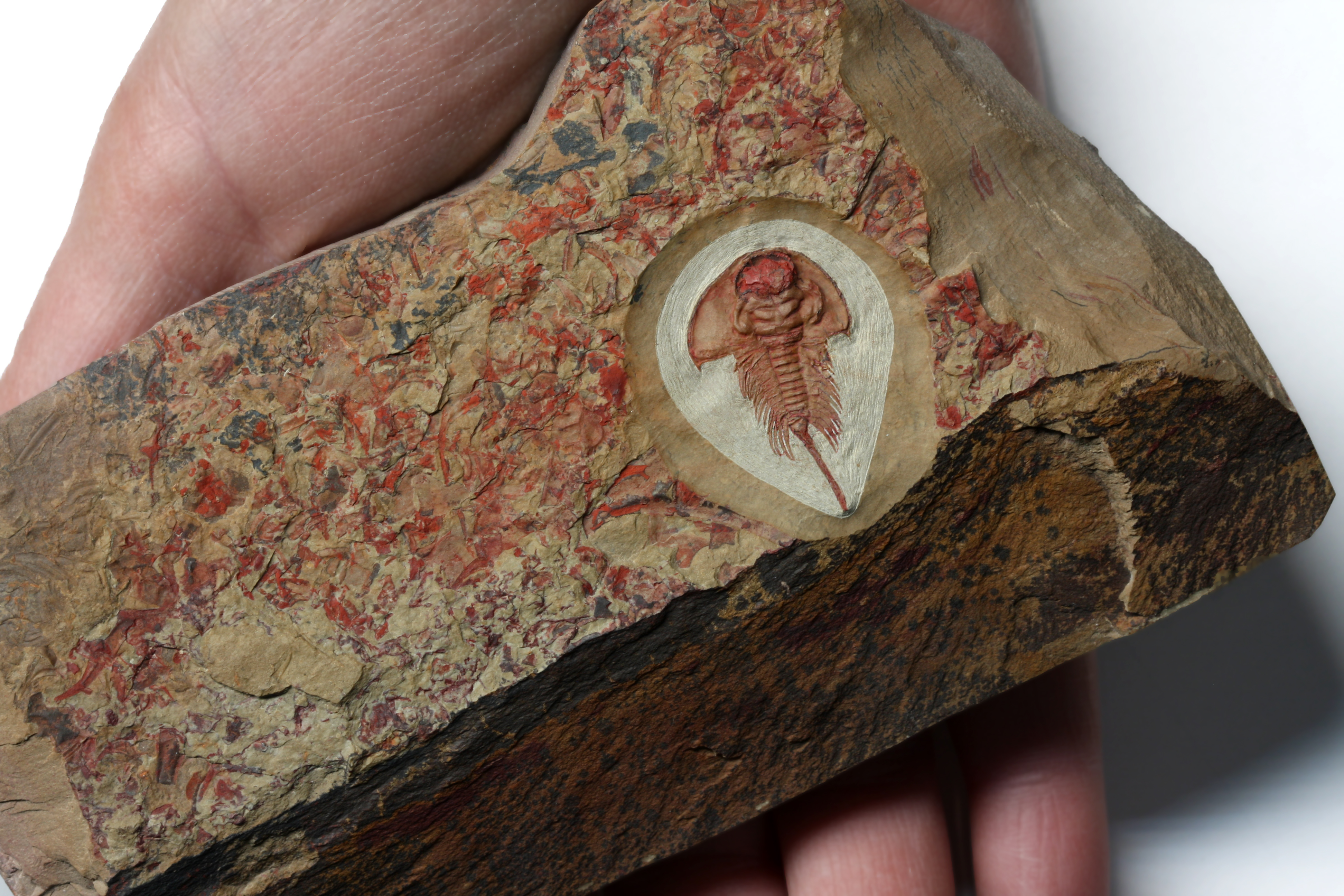 Extremely rare red Bolbolenellus OUT OF STOCK - Fossils After Dark