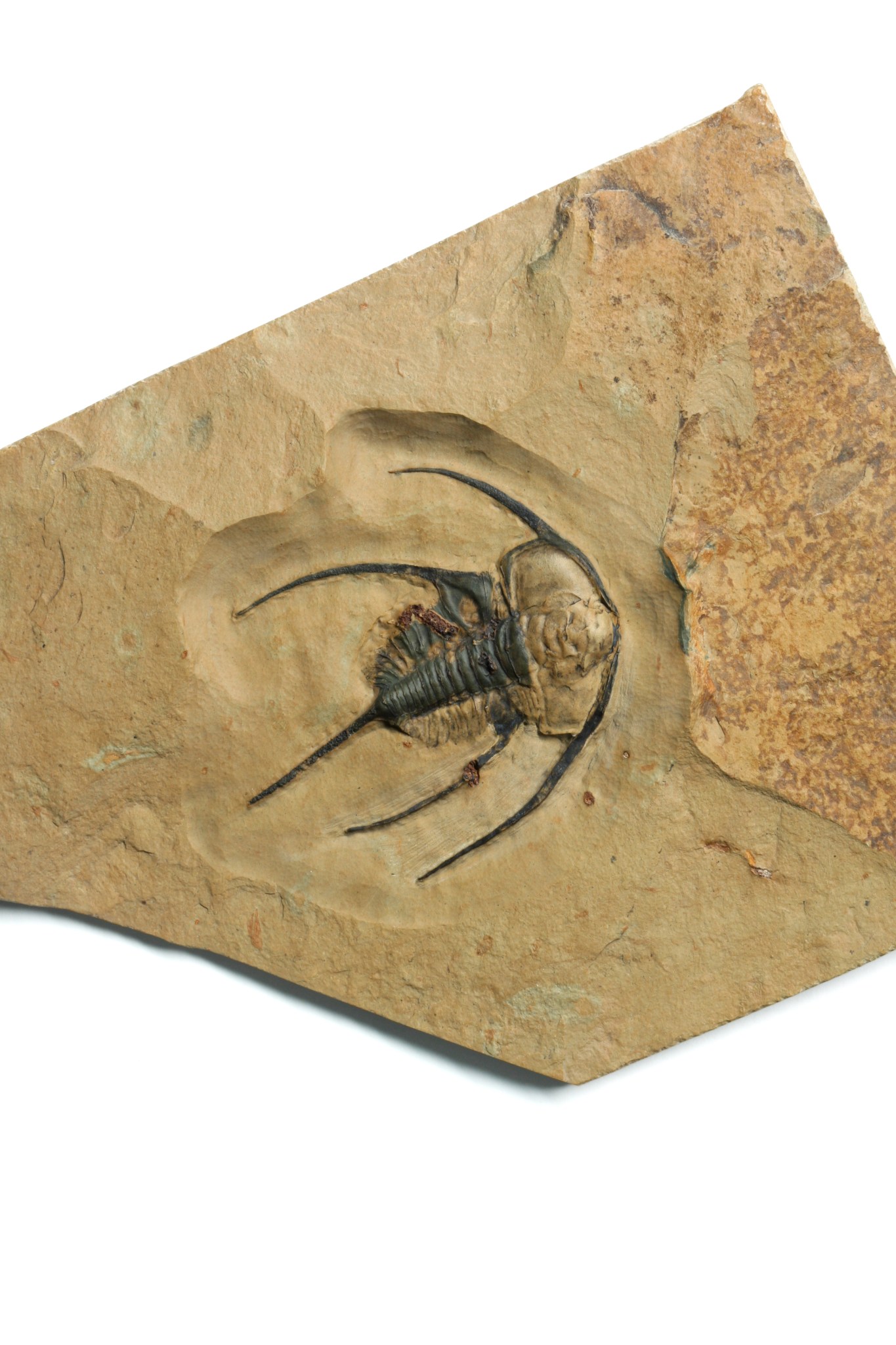 Bristolia bristolensis Trilobite OUT OF STOCK - Fossils After Dark
