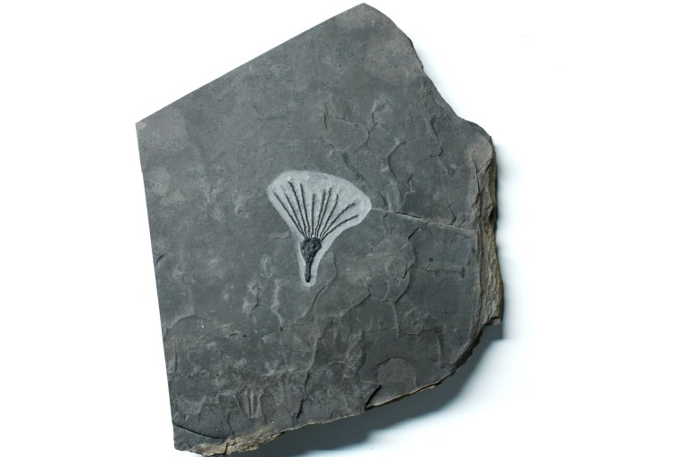 Home - Fossils After Dark