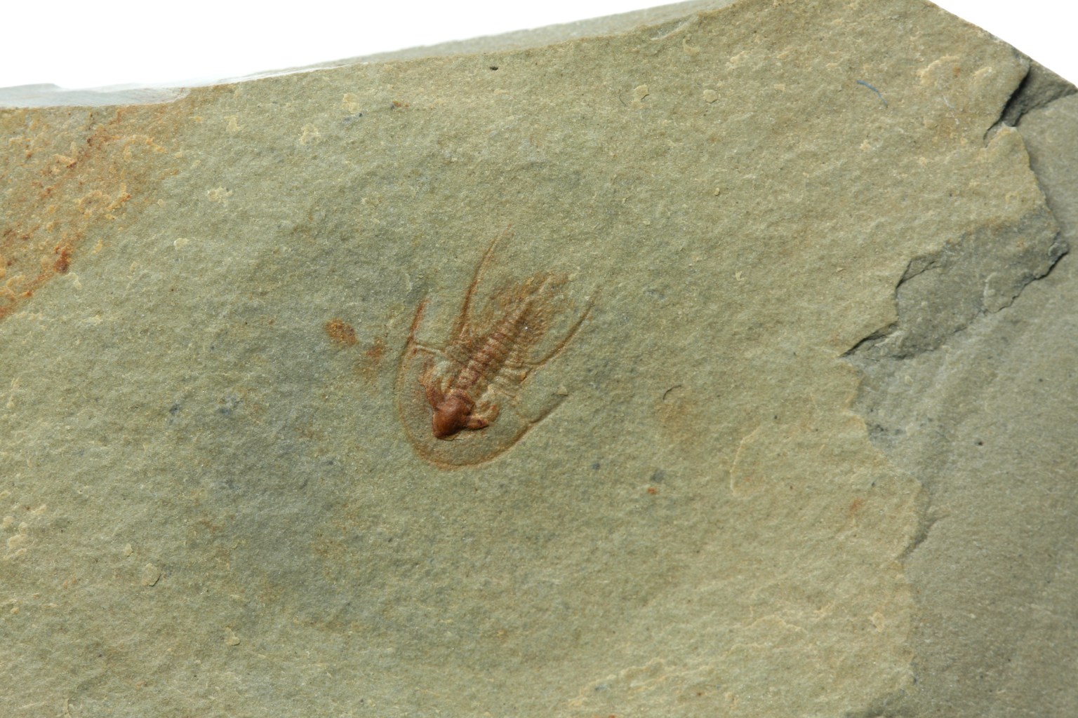 Juvenile Olenellus chiefensis - Perfect specimen! OUT OF STOCK ...