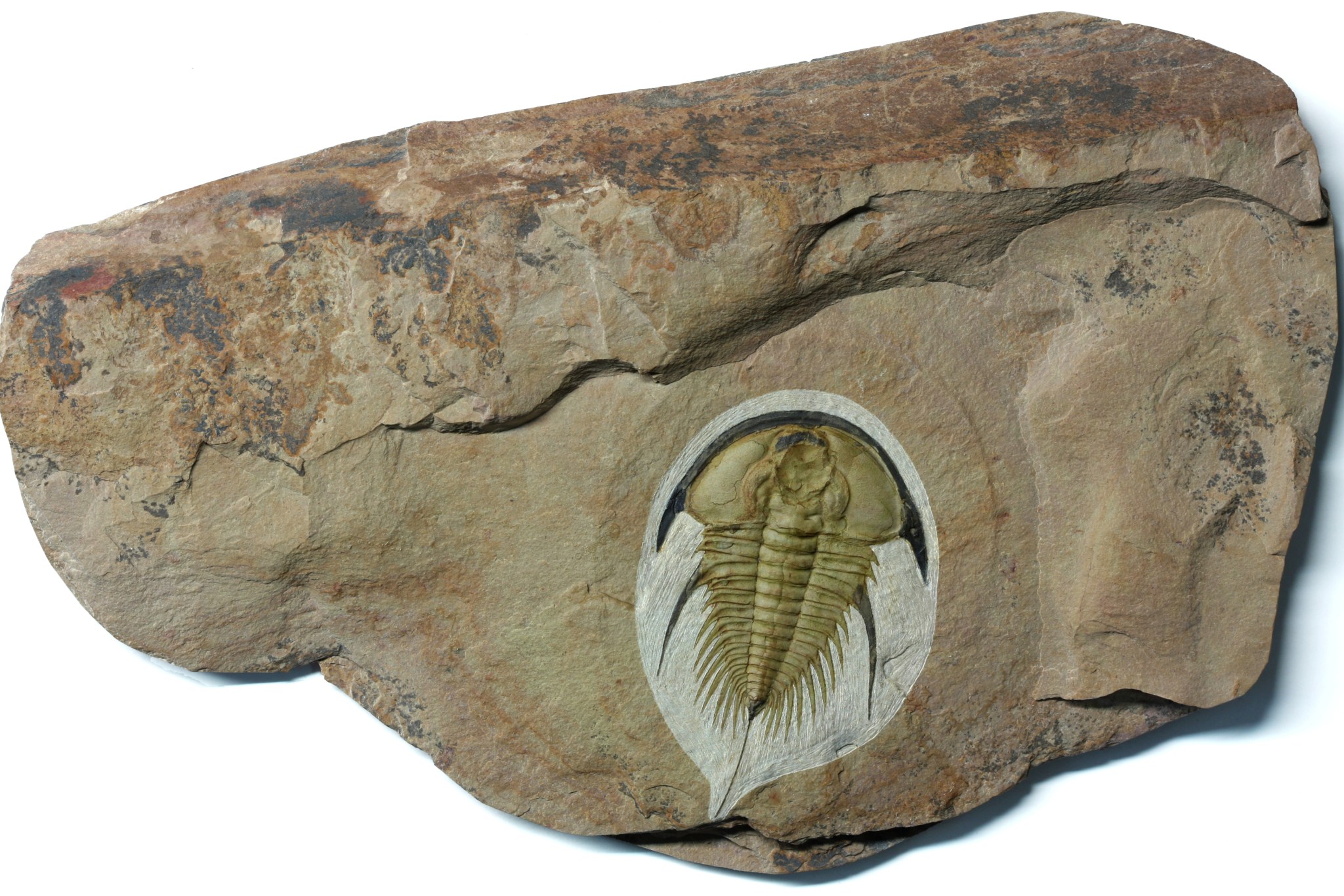 Beautiful green tint Olenellus sp. OUT OF STOCK - Fossils After Dark