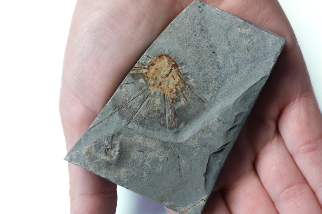 Choia carteri fossil sponge - Cambrian Utah OUT OF STOCK - Fossils ...