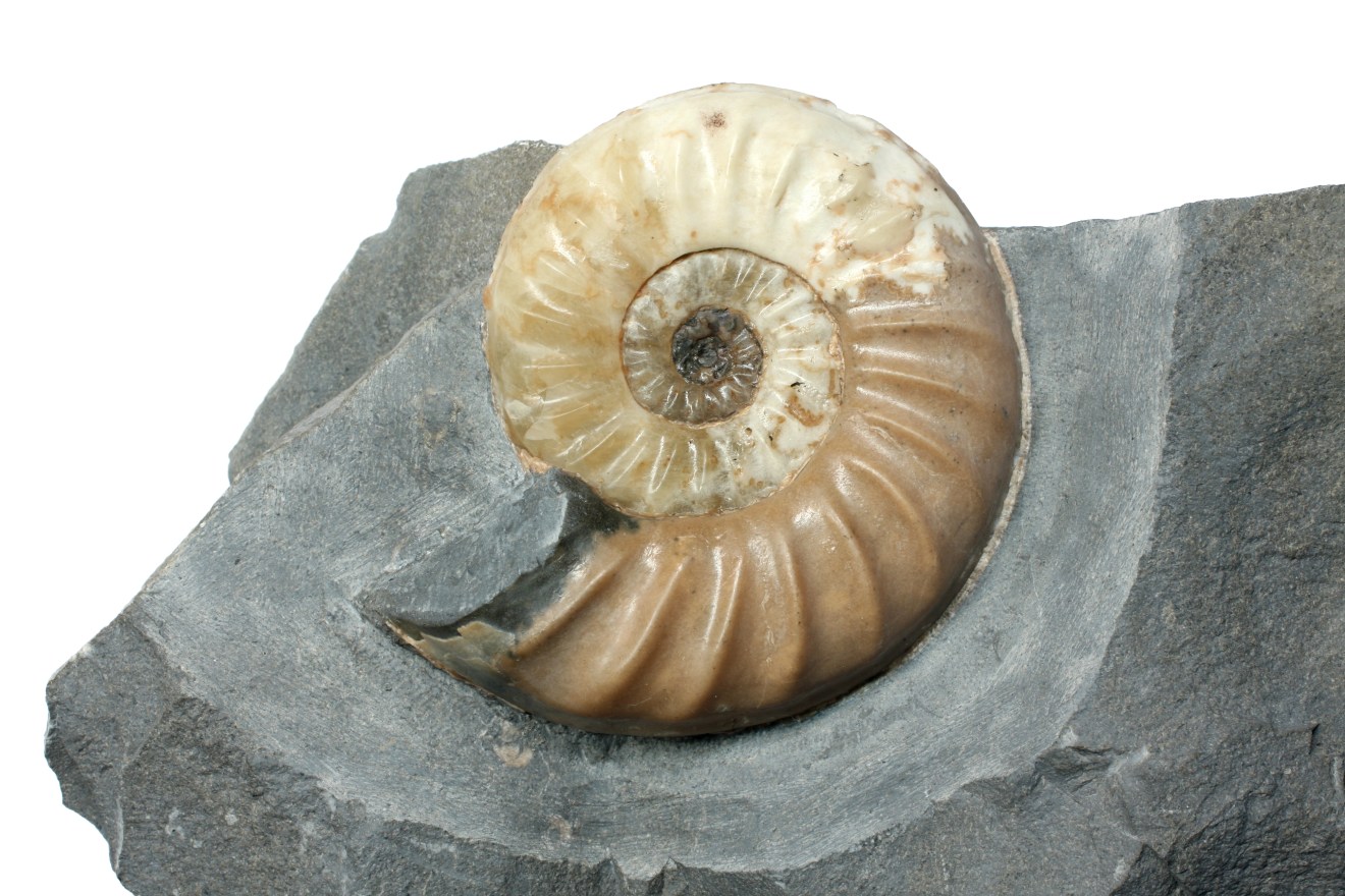 Asteroceras confusum OUT OF STOCK - Fossils After Dark