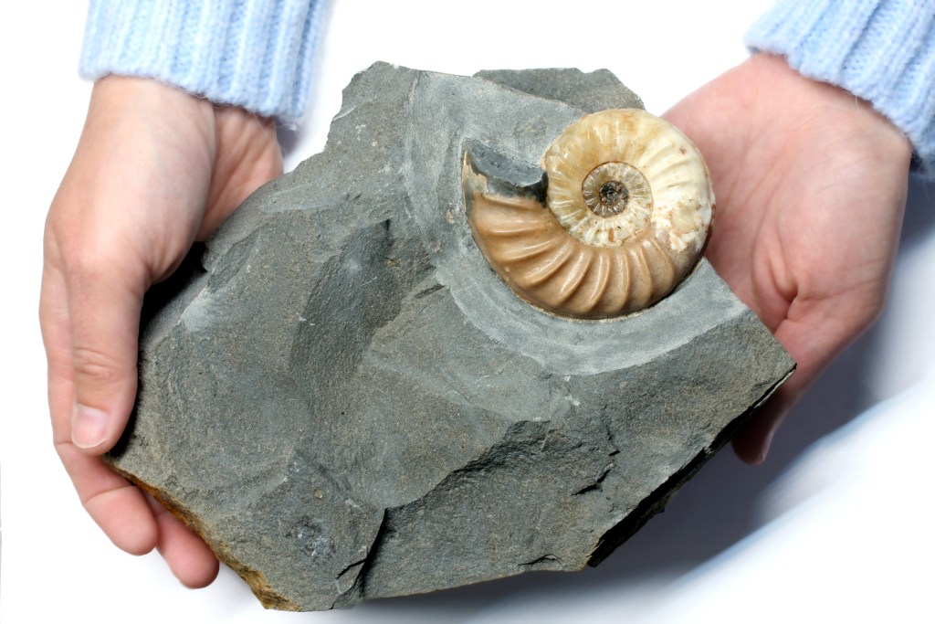 Asteroceras confusum OUT OF STOCK - Fossils After Dark