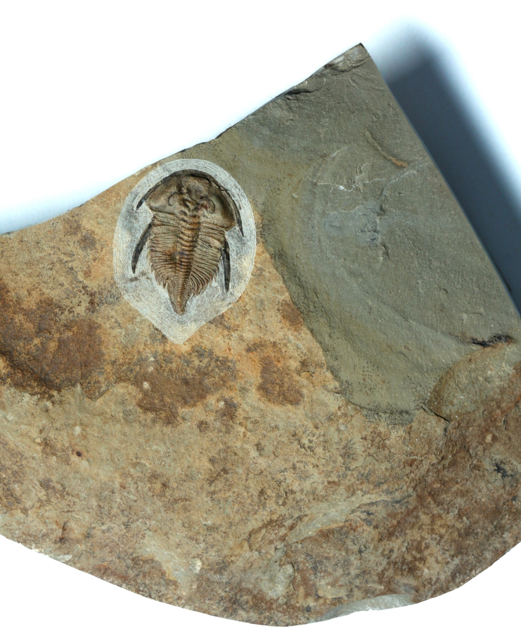 Large Nephrolenellus - Impressive 22 segment Opistothorax! OUT OF STOCK ...