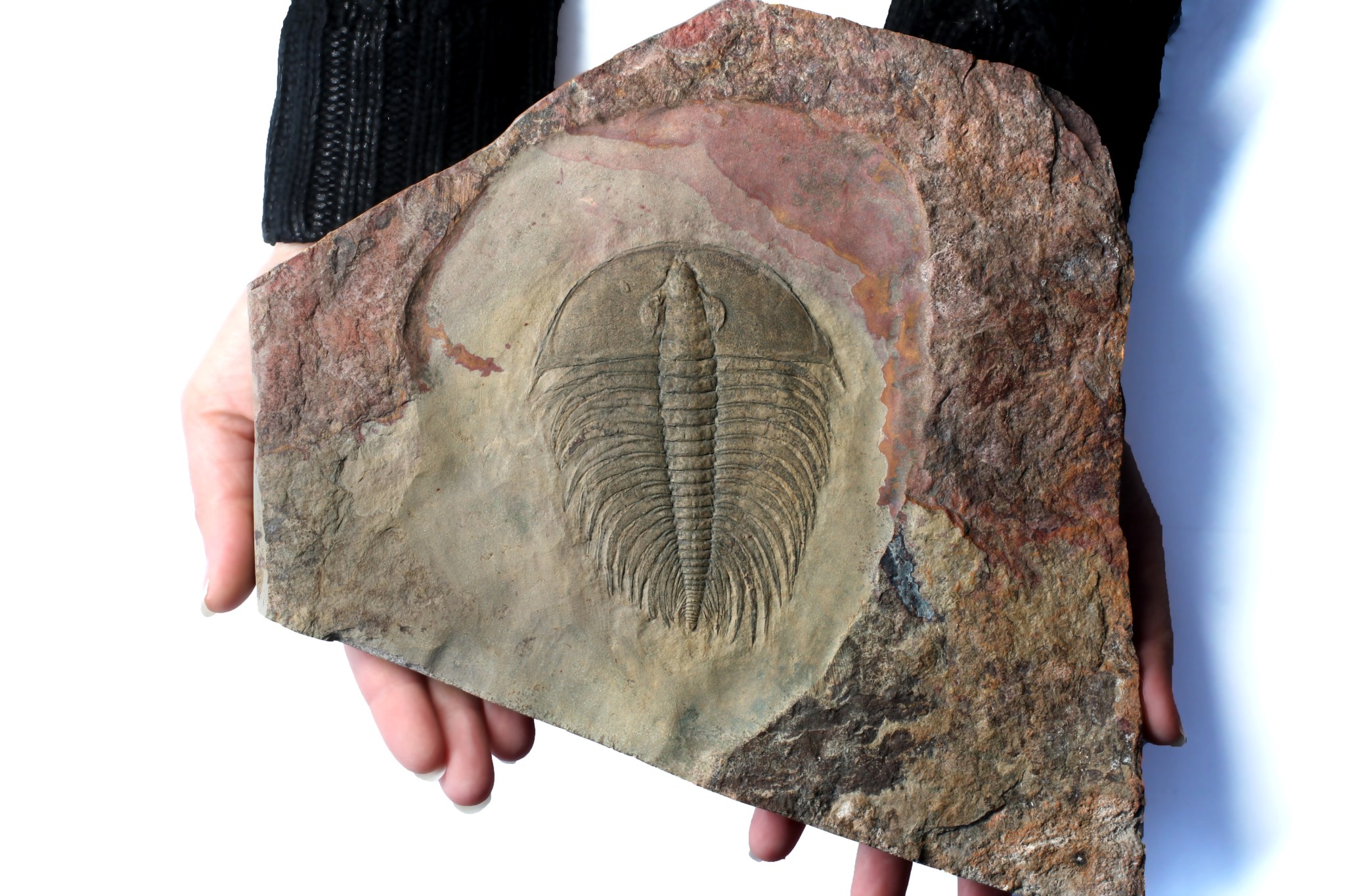 Home - Fossils After Dark