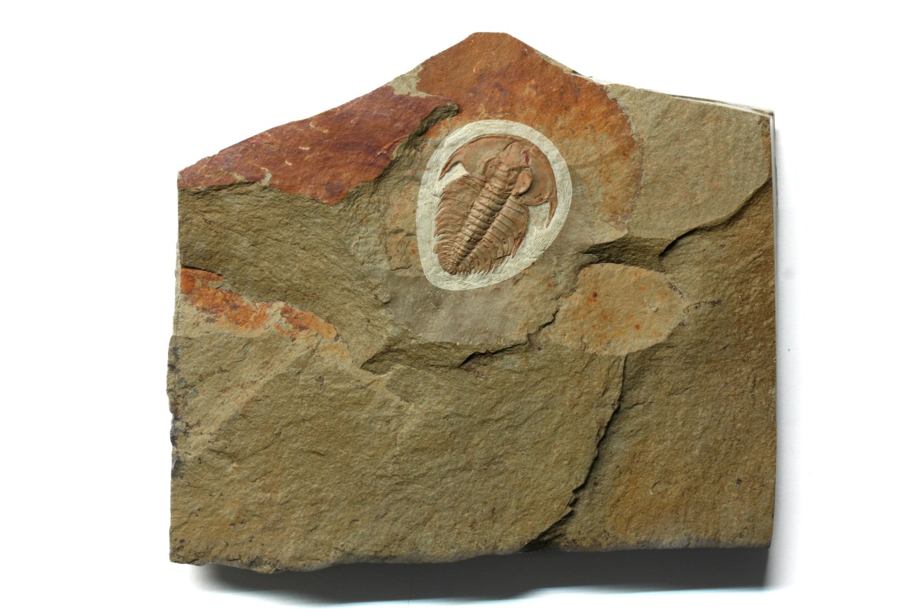 Eofallotaspis - Oldest Complete Trilobite - Fossils After Dark