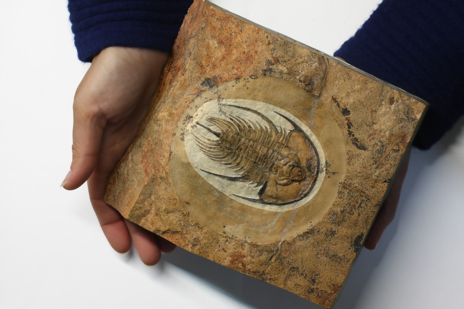 Olenellus nevadensis trilobite - Lower Cambrian - Fossils After Dark