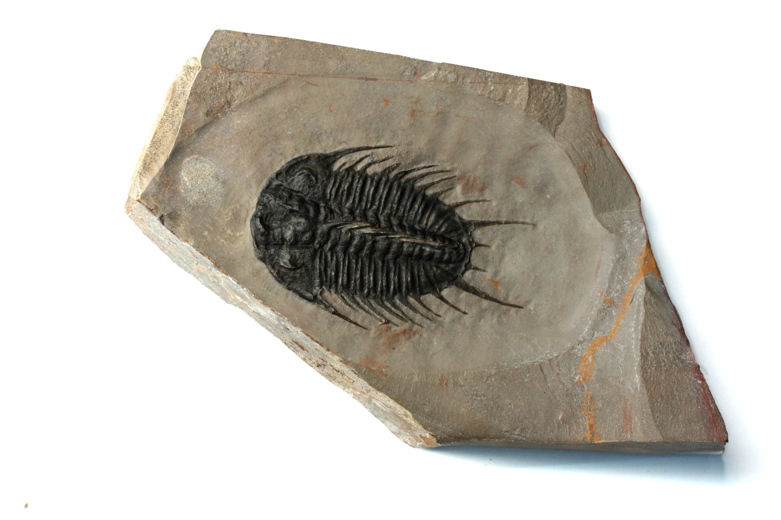 Olenoides trilobite - Fossils After Dark