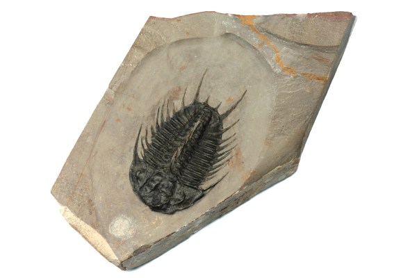 Olenoides trilobite - Fossils After Dark