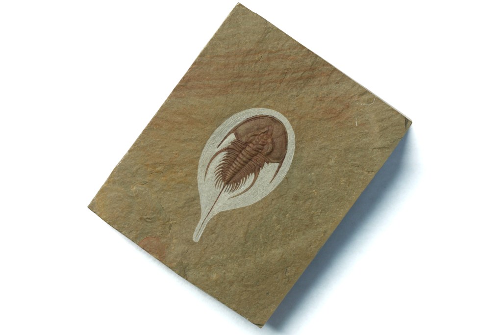 Olenellus chiefensis trilobite with Olenellus fowleri Cephalon ...