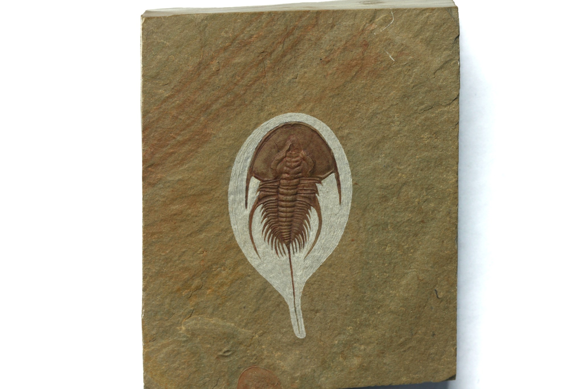 Olenellus chiefensis trilobite with Olenellus fowleri Cephalon ...