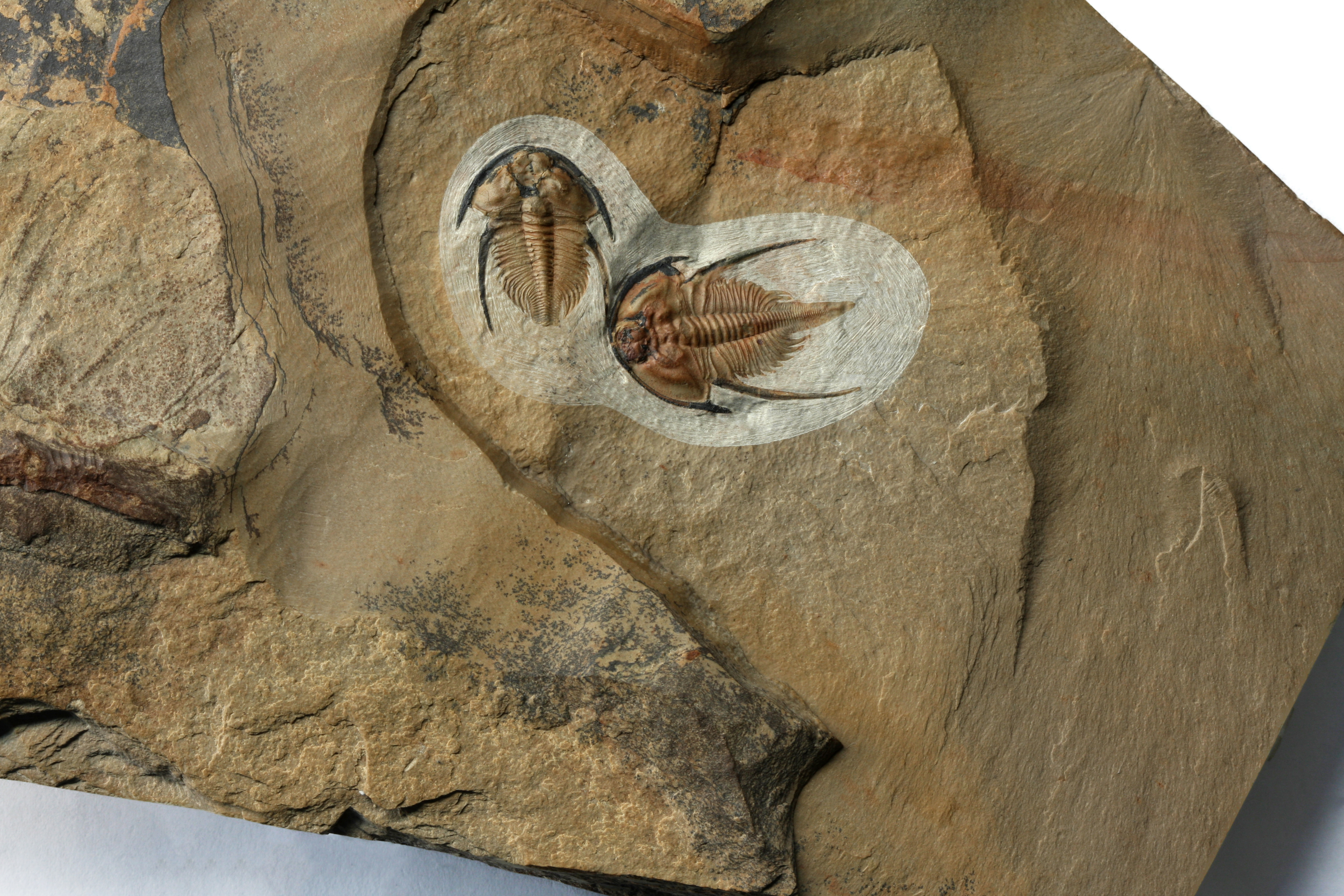 Nephrolenellus Double with Incredible 35 segment opistothorax - Fossils ...