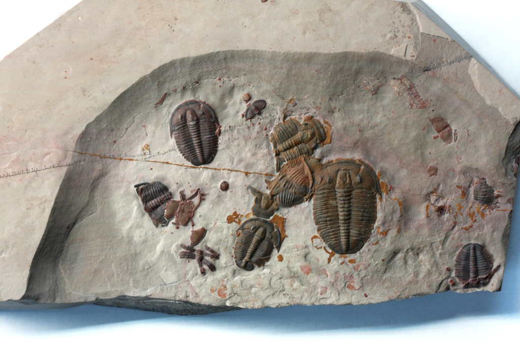Epic Red Elrathia kingii cluster OUT OF STOCK - Fossils After Dark