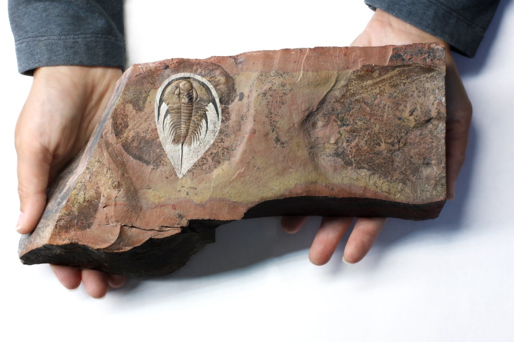 Mesonacis fremonti - Exceptional preservation and natural colors ...