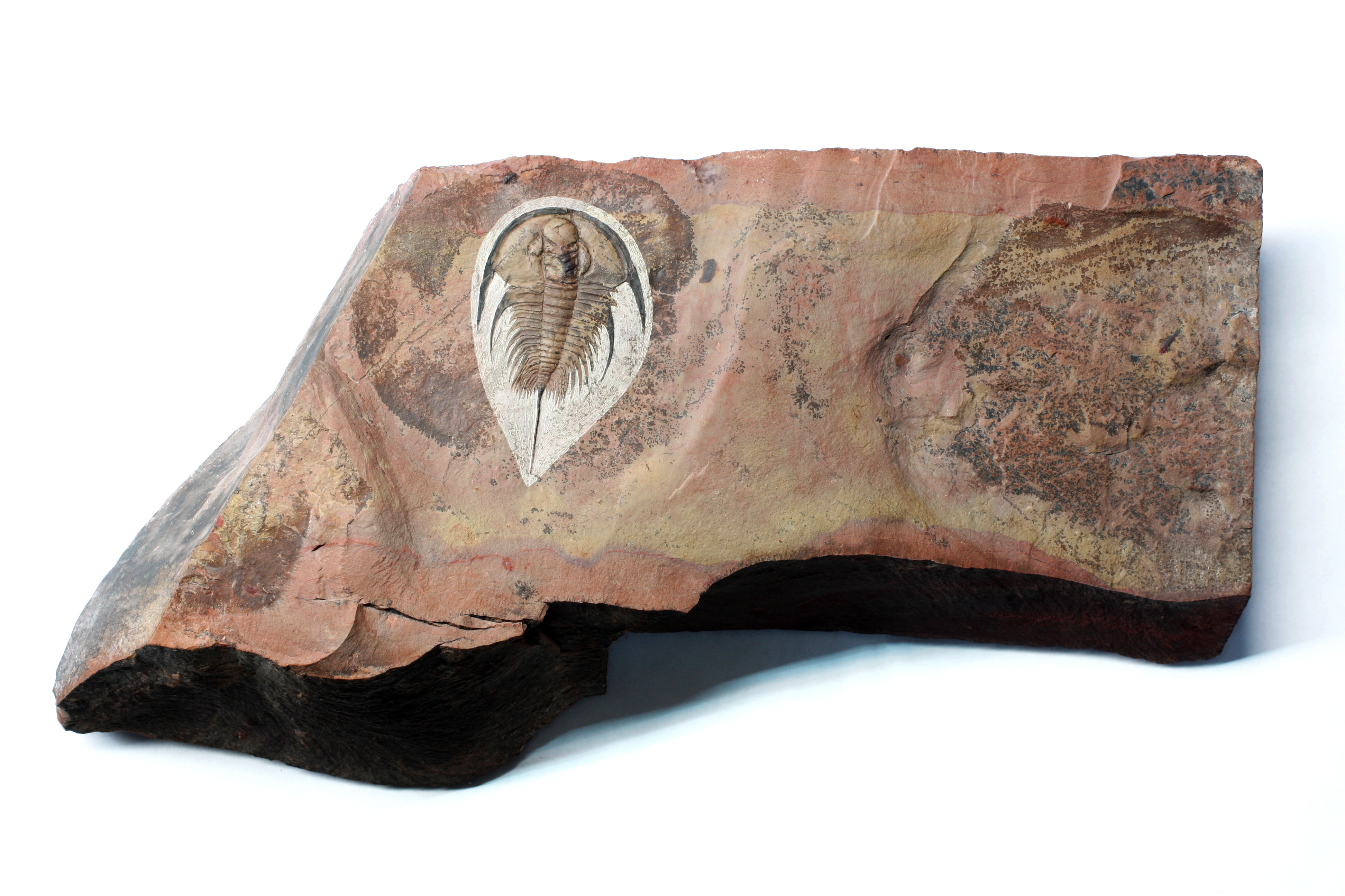 Mesonacis fremonti - Exceptional preservation and natural colors ...