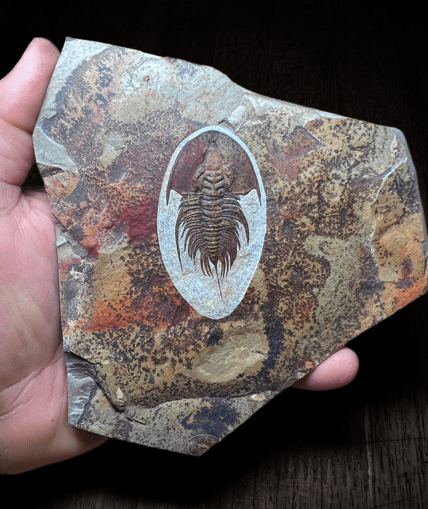 Olenellus chiefensis - Stunning Purple and Magenta Colors - Fossils ...