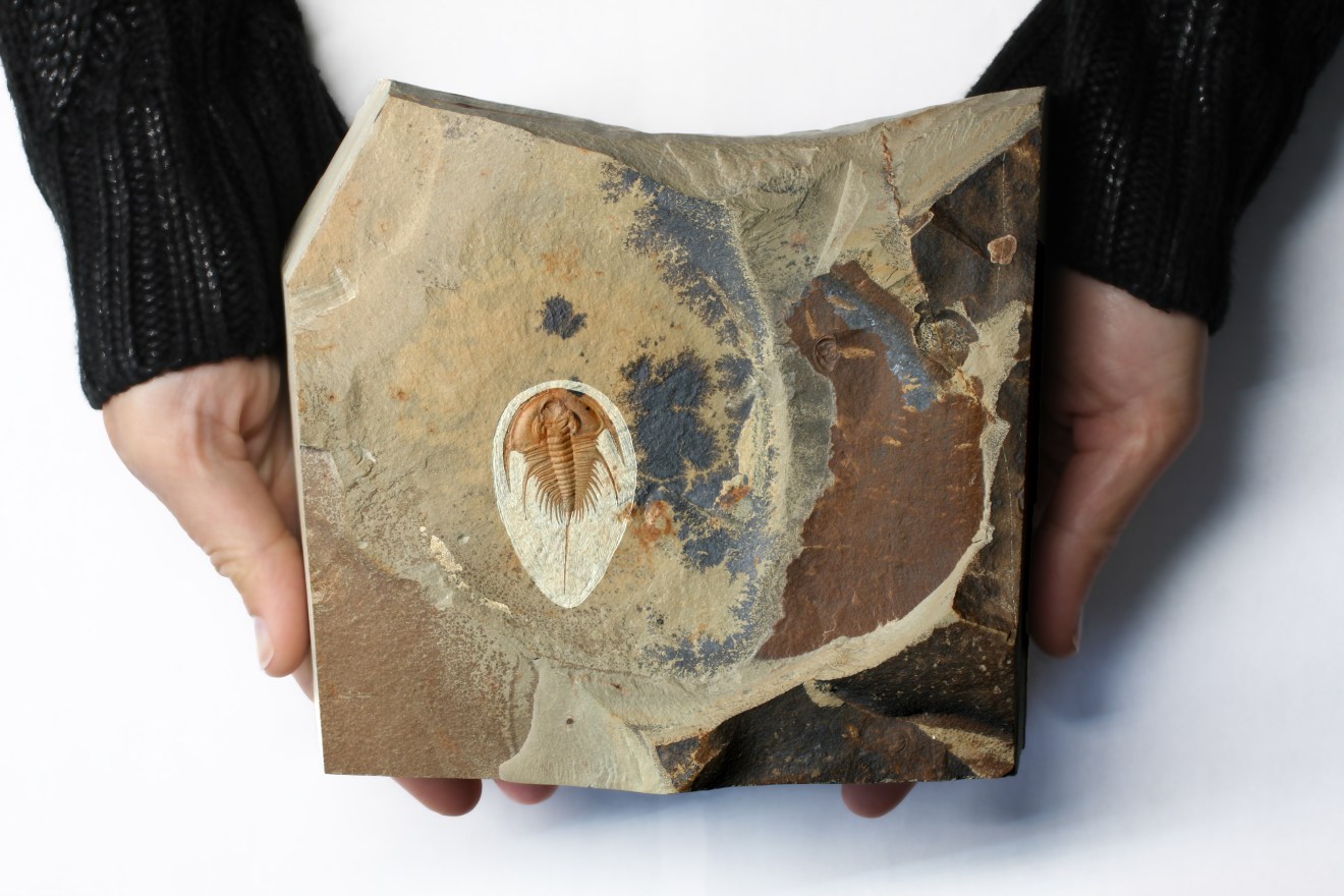 Epic Orange Olenellus gilberti trilobite - Impressive Piece - Fossils ...