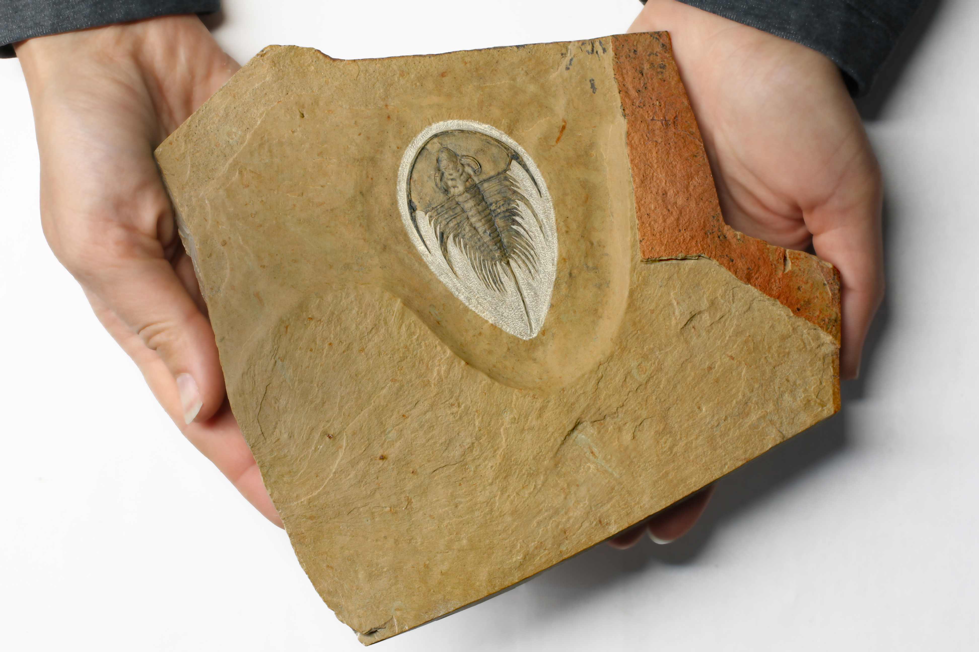 Large Olenellus nevadensis OUT OF STOCK - Fossils After Dark