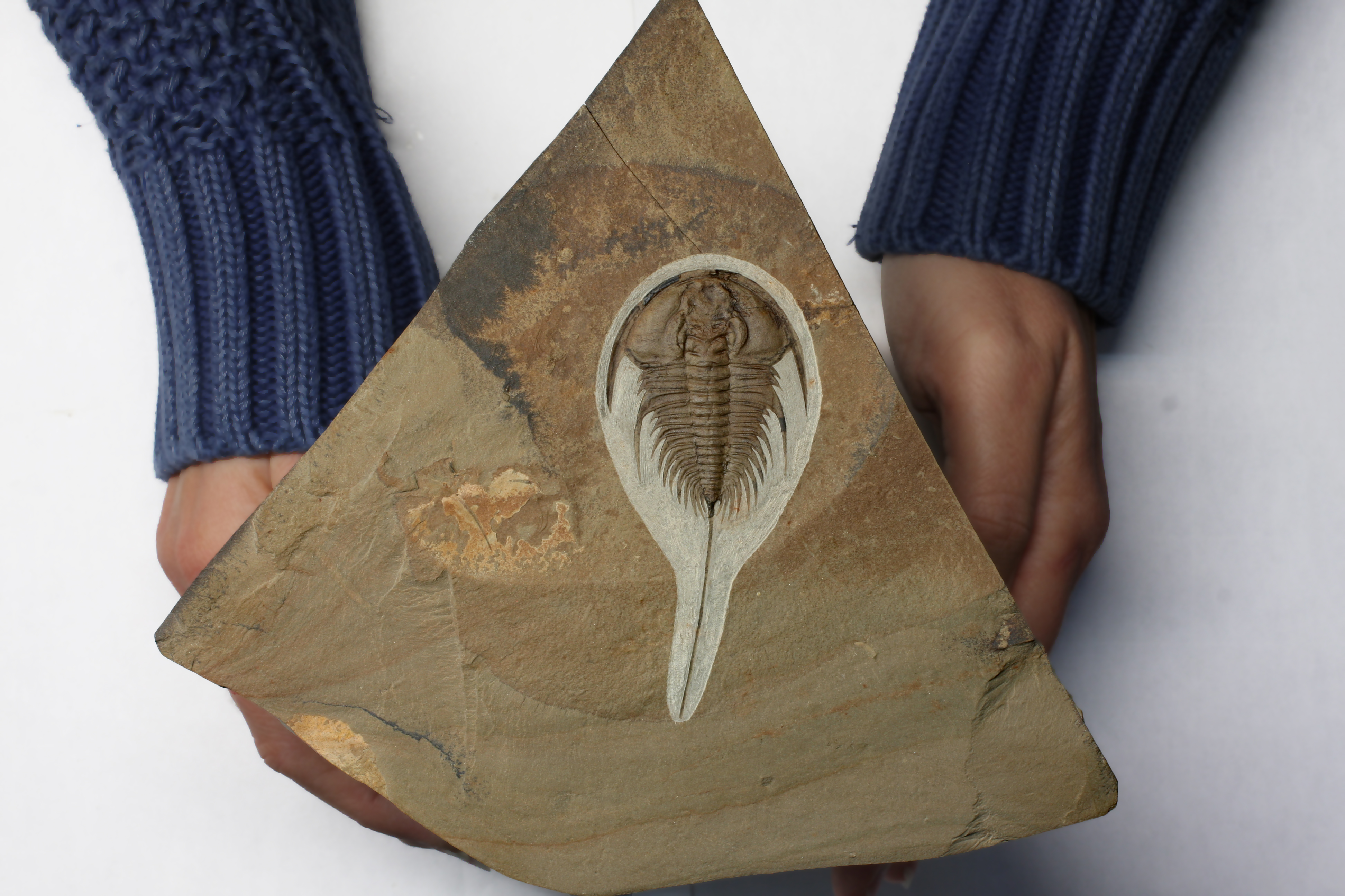 Large Mesonacis - Extremely Long Tail spine! - Fossils After Dark