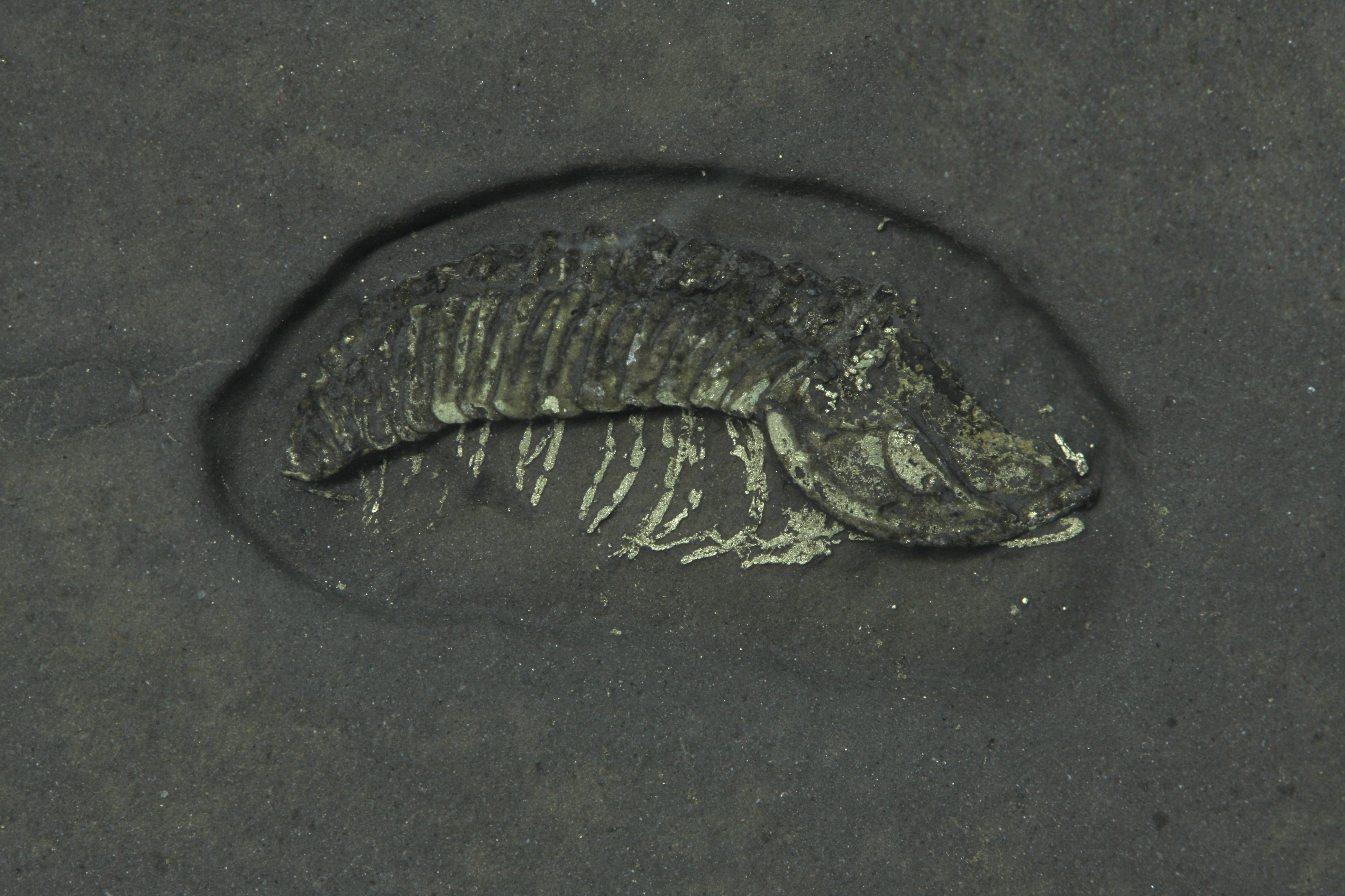 Triarthrus with Legs & Antennae & 20+ Preserved Eggs OUT OF STOCK ...